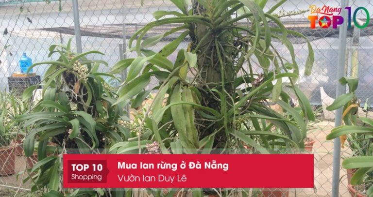 Mua lan rừng ở Đà Nẵng | 10+ địa chỉ bán hoa khỏe đẹp giá rẻ