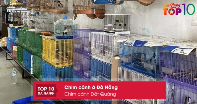Top 10 Địa chỉ bán chim cảnh ở Đà Nẵng GẦN ĐÂY đẹp & giá rẻ
